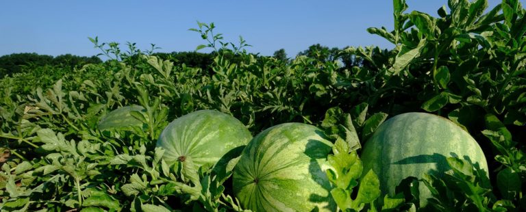 Home l Premier Melon Company l Watermelon Company