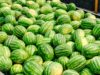 Home l Premier Melon Company l Watermelon Company